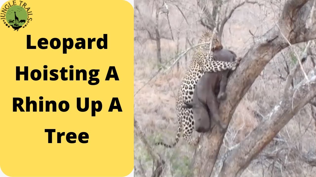 Leopard Hoisting A Rhino Up A Tree | Leopard Climbing Tree With Rhino ...