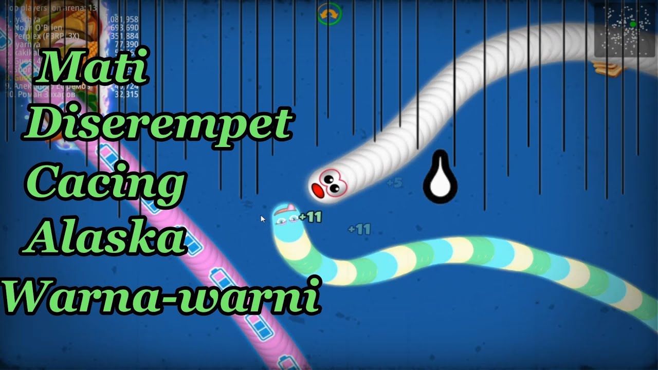 Akhirnya jebak semua cacing besar alaska dan cacing kecil alaska,tidak ...