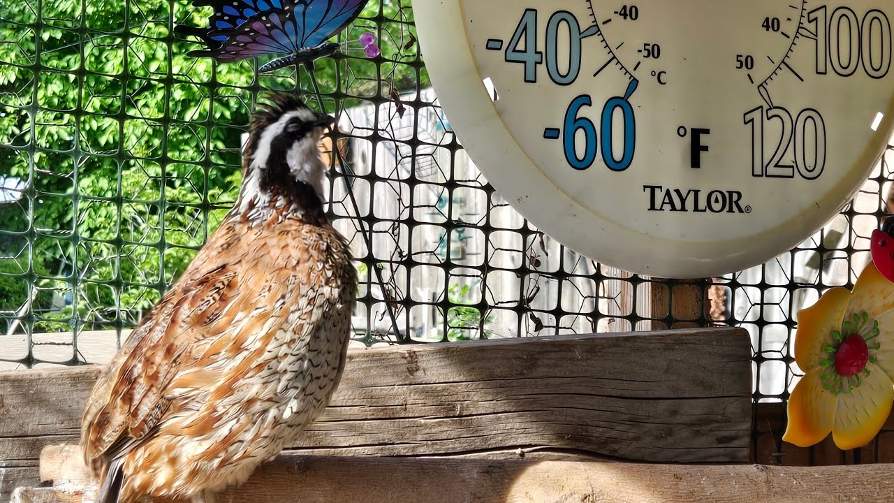 Lil Roo has Lots to Say.. 🐥🌿 - YouTube