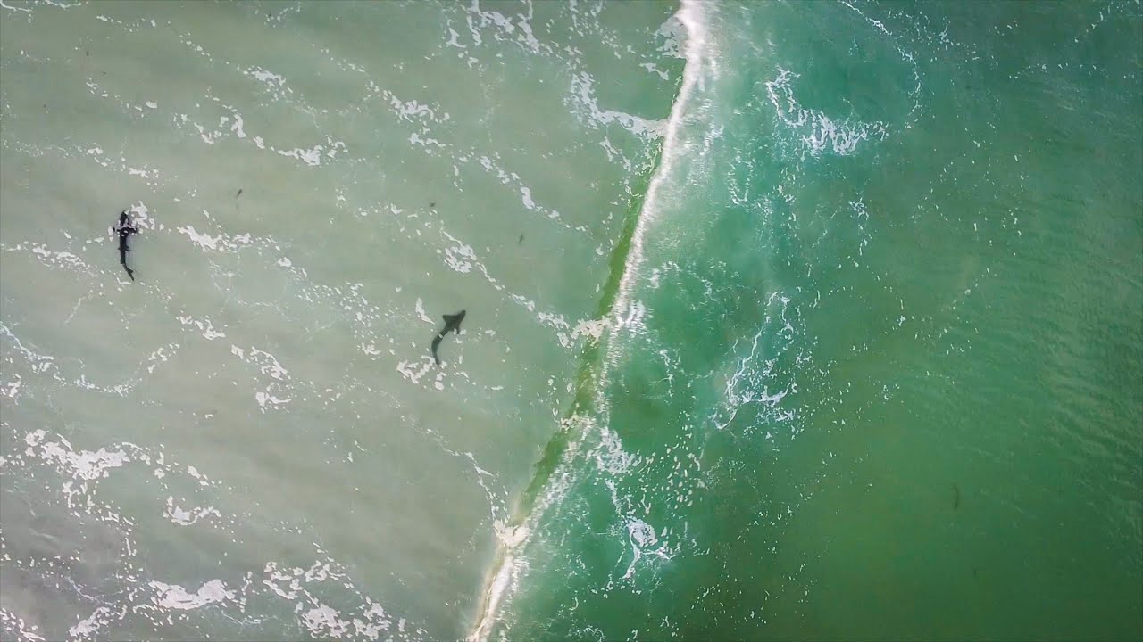 Sharks in the surf - YouTube