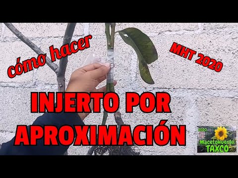 COMO HACER UN INJERTO FACIL - Injerto por aproximación - How to Graft a ...