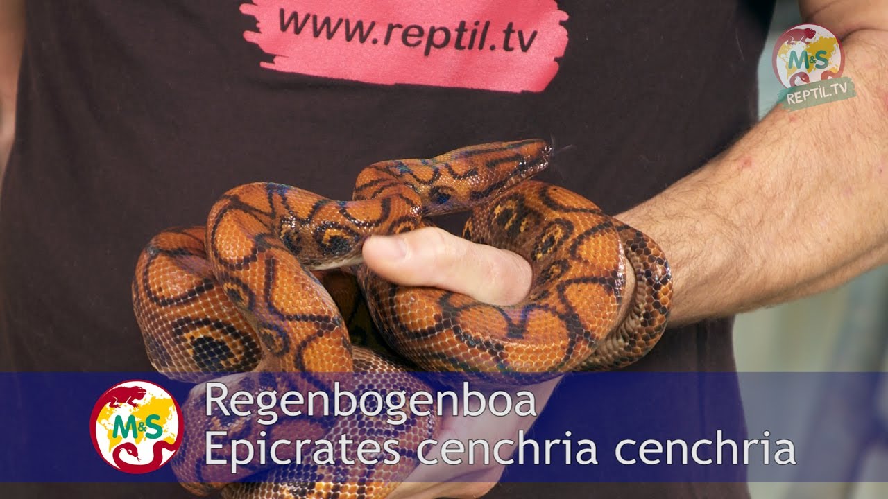 Reptil.TV - Folge 37 - Riesenschlangen - Teil 2 - Boas - YouTube