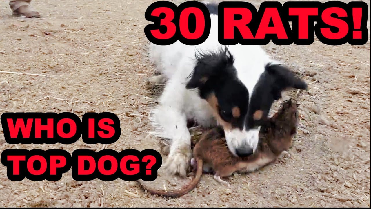Mink and Dogs DESTROY 30 RATS!!! - YouTube