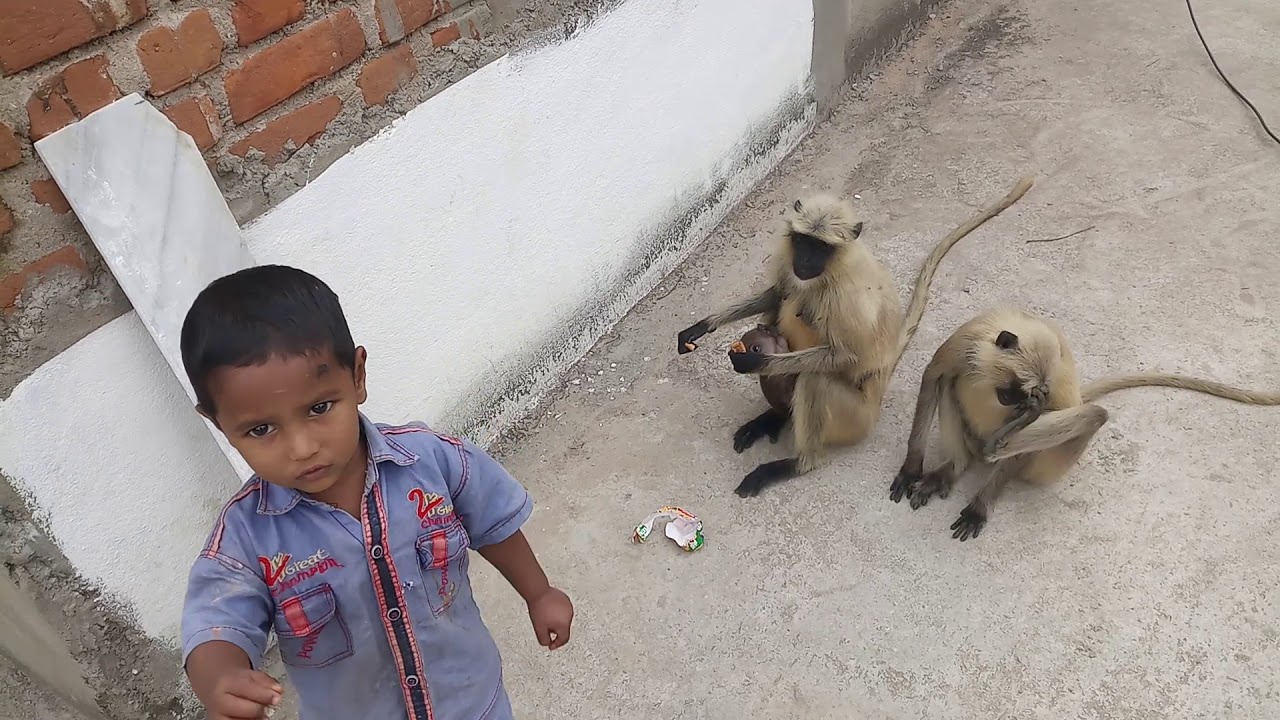 Monkeys eat bescort.mustafa's good life - YouTube