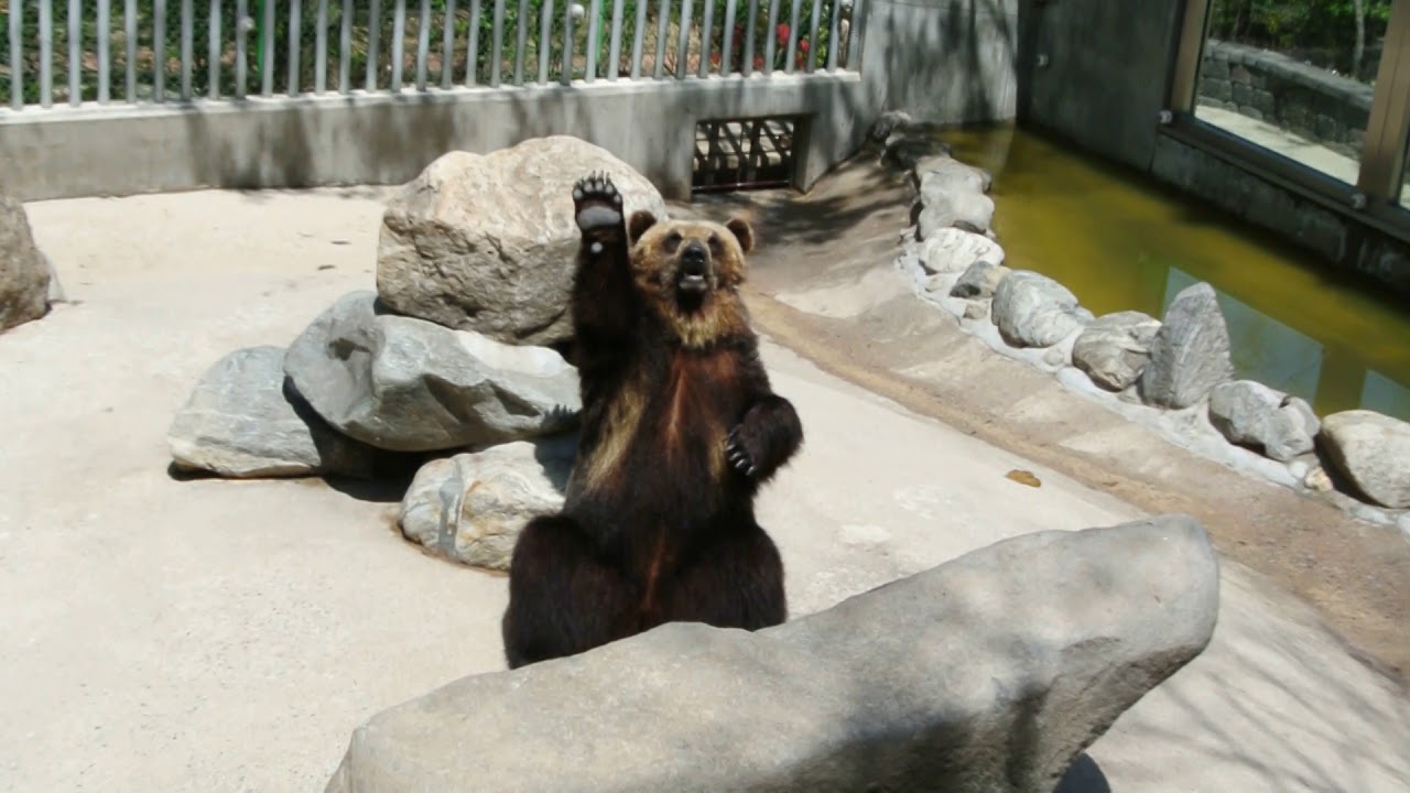 인사하는 곰 애교~(베어트리 파크, bear tree park ) - YouTube