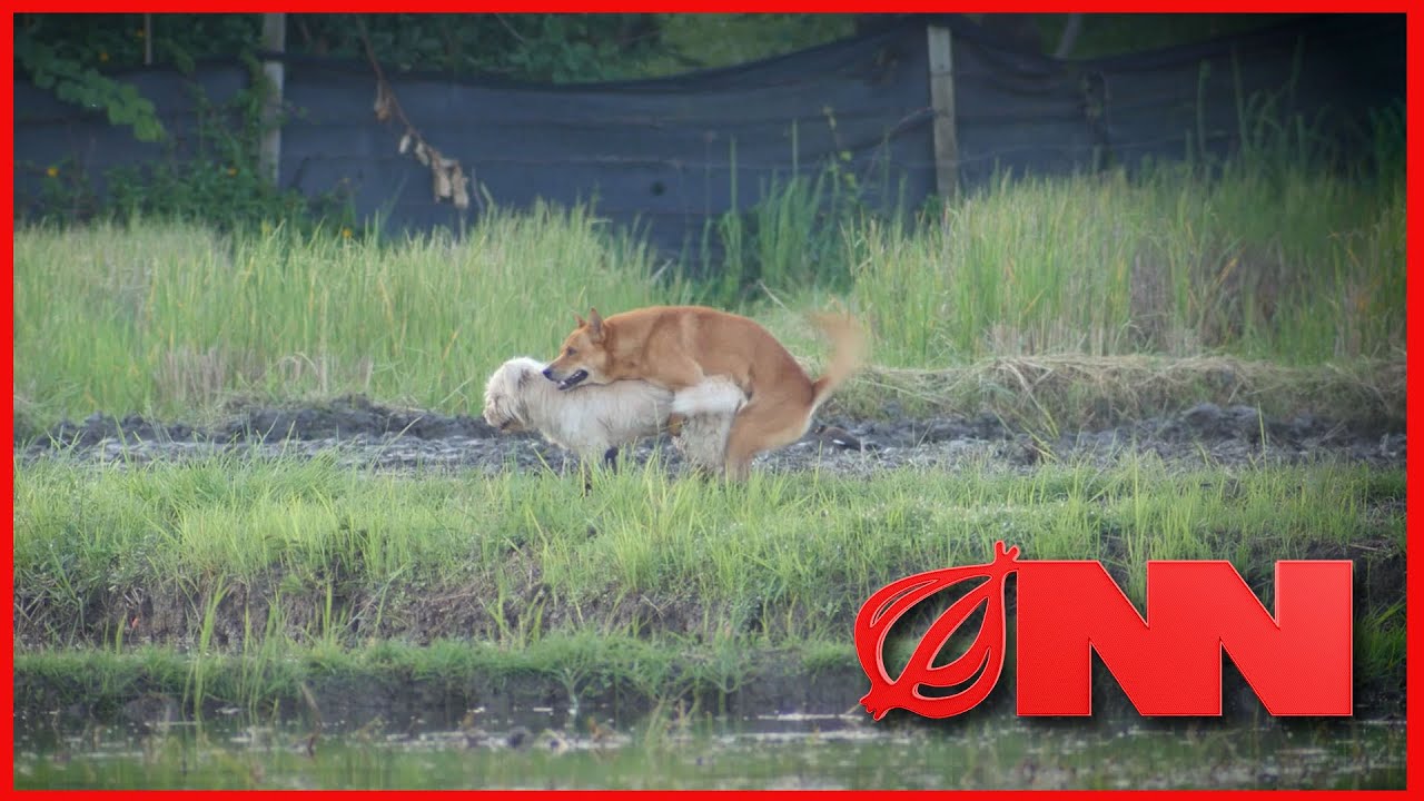 Scientists Witness 2 Dogs Mating For First Time | Onion News Network ...