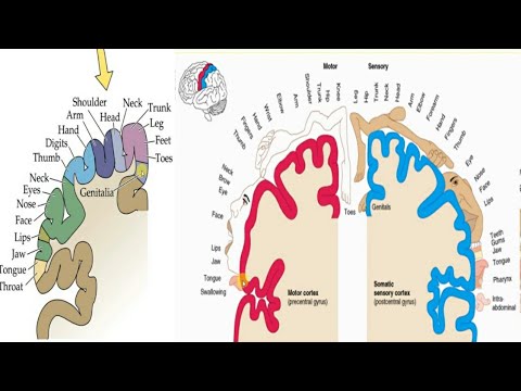 Central Nervous System | Physiology | Functions of Cortical Areas - YouTube
