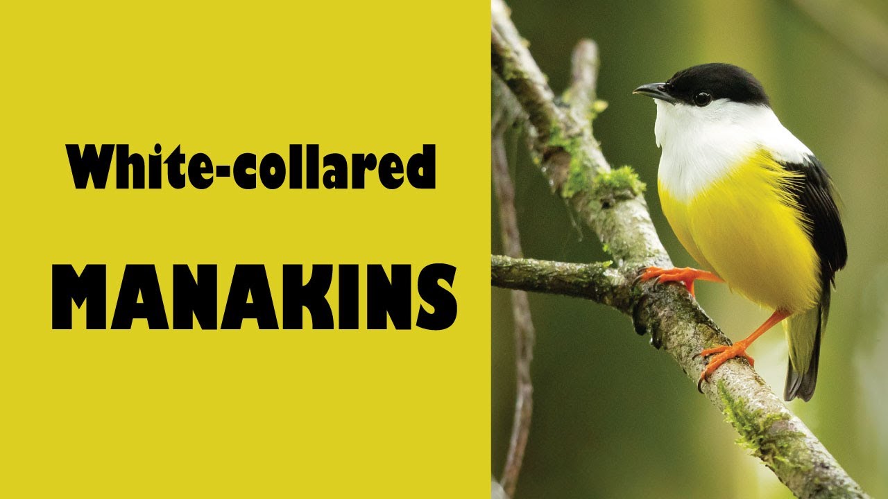 White-collared Manakins lekking in Costa Rica - YouTube