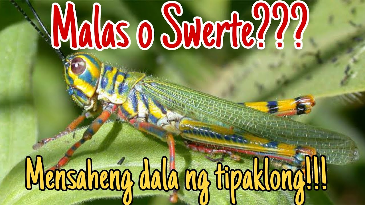 Mensaheng dala ng tipaklong//jemz tv - YouTube