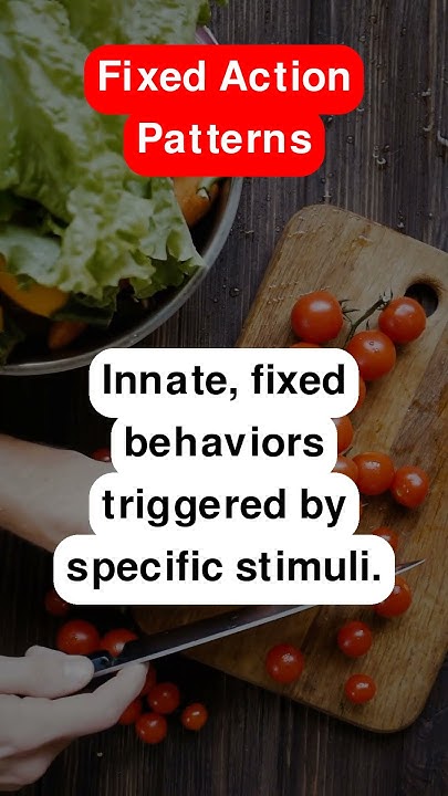 Fixed Action Patterns - YouTube
