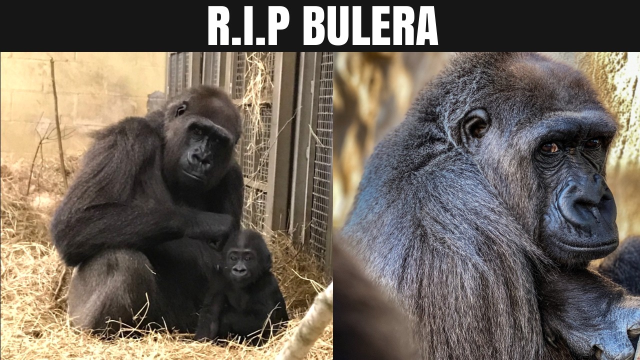 A Tribute to Bulera: A Gorilla's Journey - YouTube