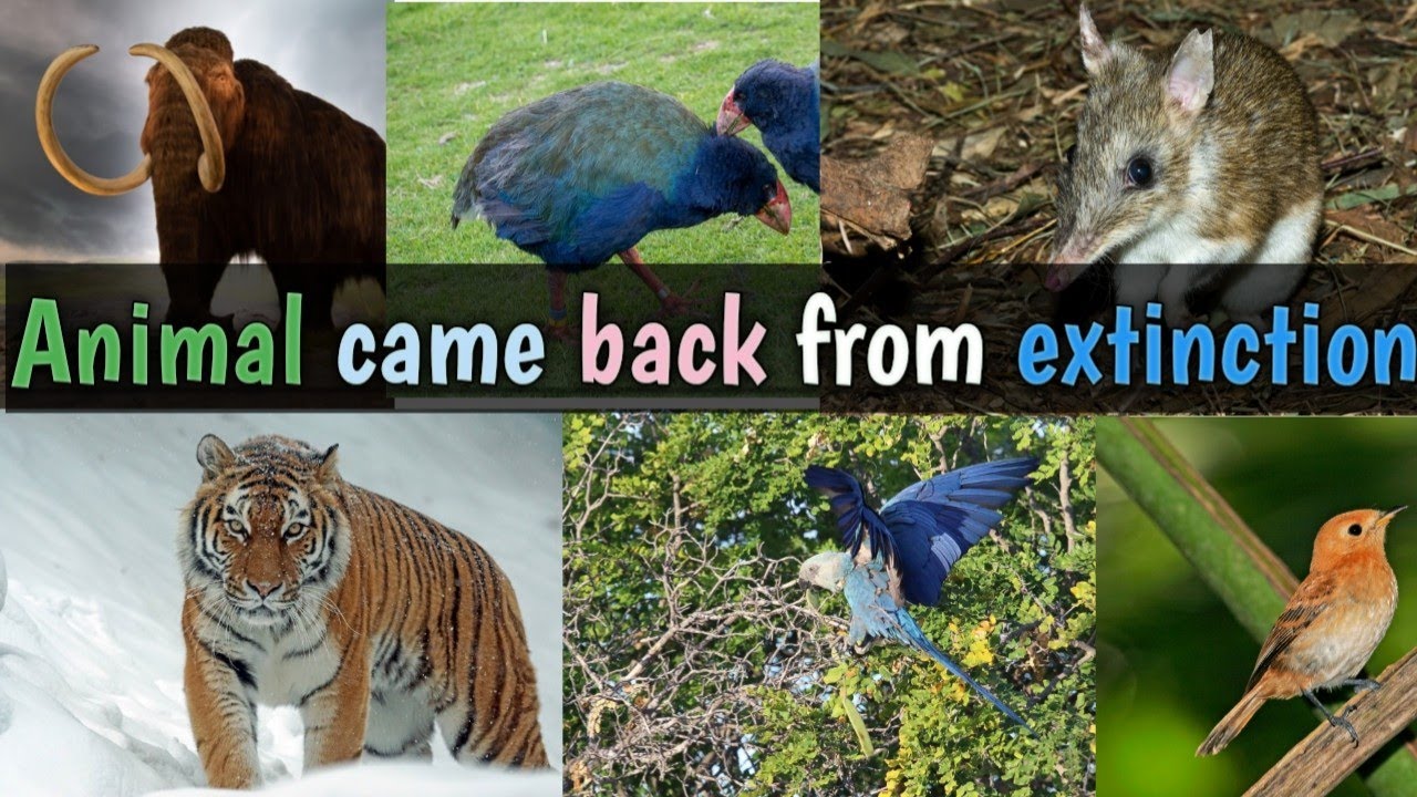 Animals that came back from extinction || Zeerak's Biology - YouTube