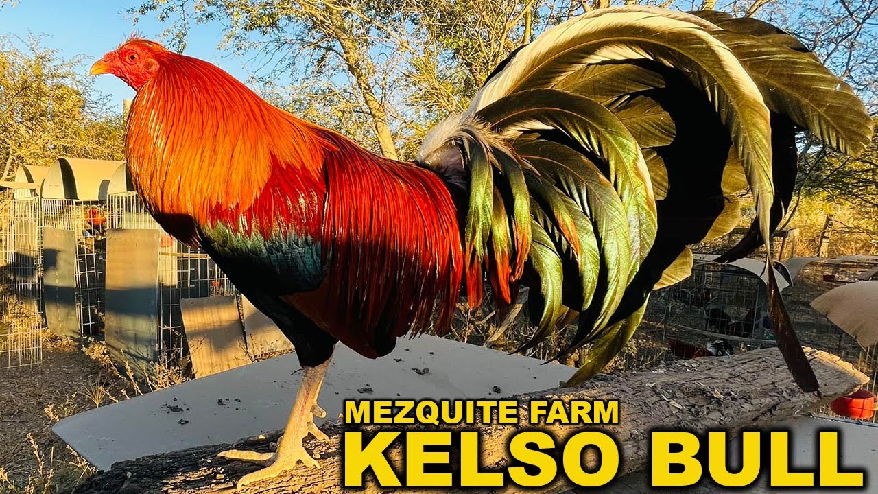 Pure Kelso Sweater Albany Spangled MEZQUITE FARM Jalisco Mexico - YouTube