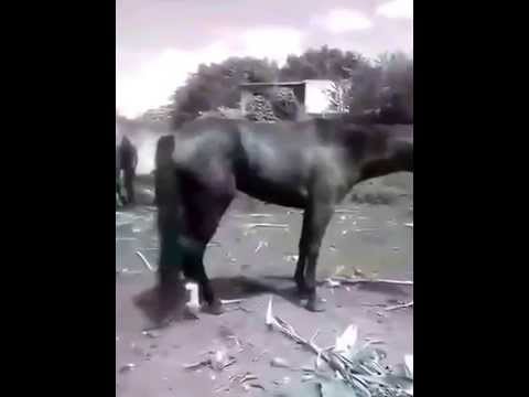 Caballo enfermo de laminitis (EL ESTABLO) - YouTube