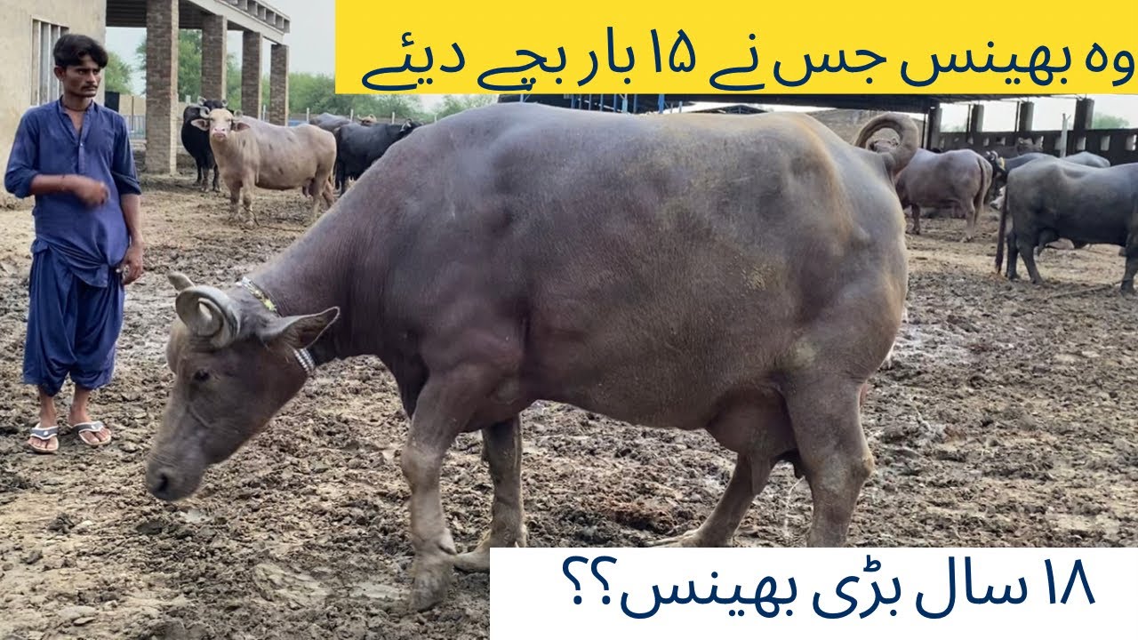 15 Bar Bachay dene wali bhens?? Quality Kundi Buffaloes - YouTube