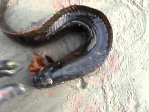 BIG Monkeyface Eel - YouTube