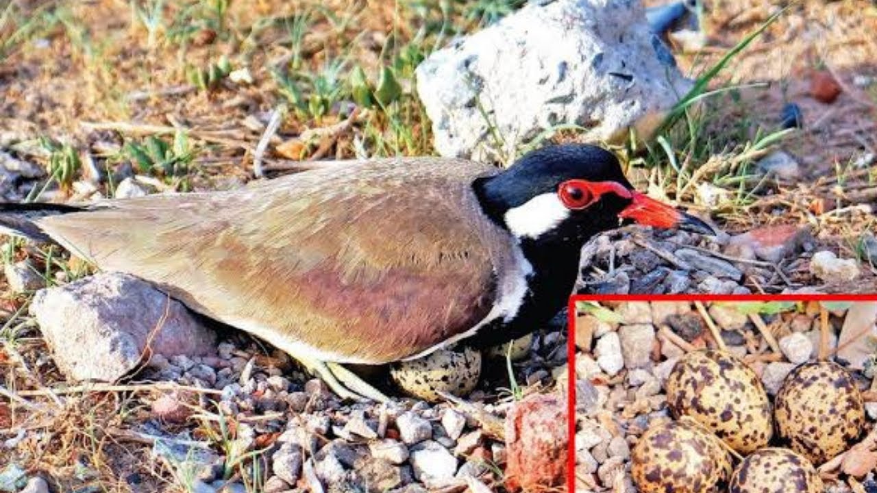 Red-wattled lapwing, Red-wattled sounds , care of the eggs, beautiful ...