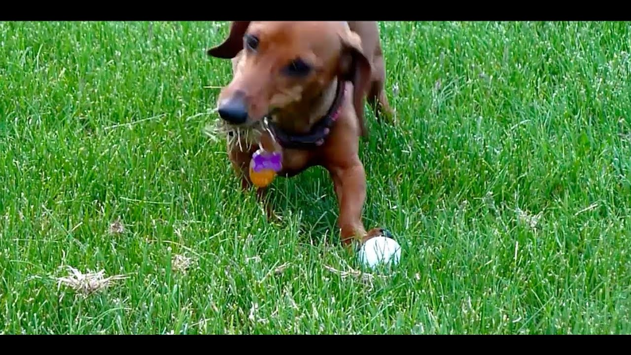 Kalea the Dachshund Wiener Dog Aerates Lawn #shorts - YouTube