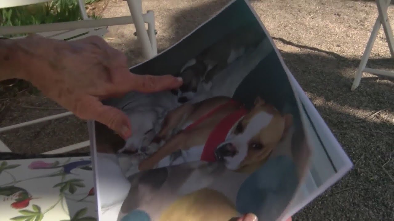 Rio Rancho animal rescue looks to rehome dogs after owner's murder ...