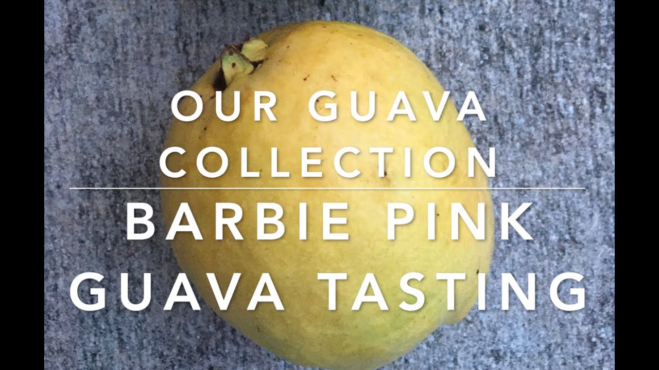 Our Guava Collection + Barbie Pink Guava Tasting - YouTube