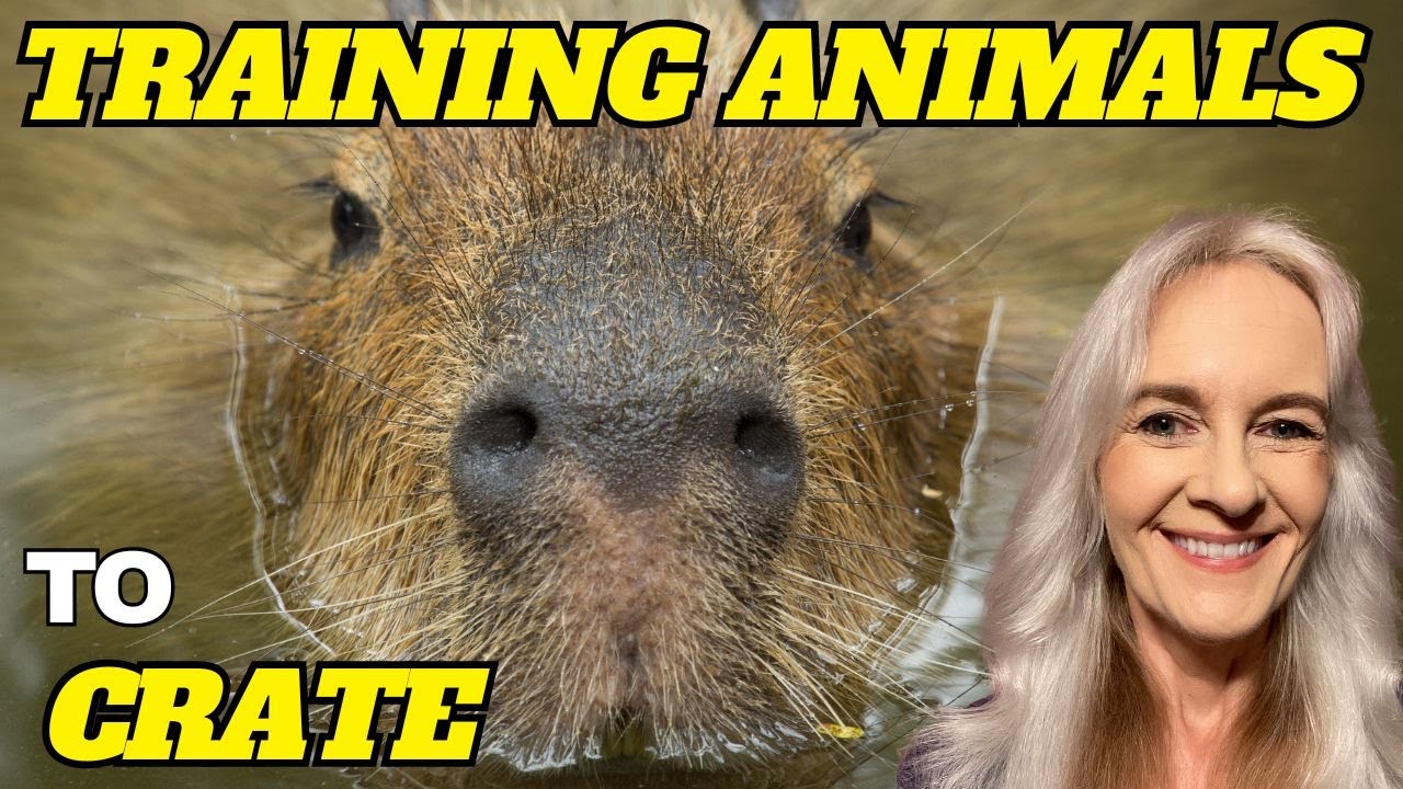 Crate Training Animals: Deep Dive - YouTube