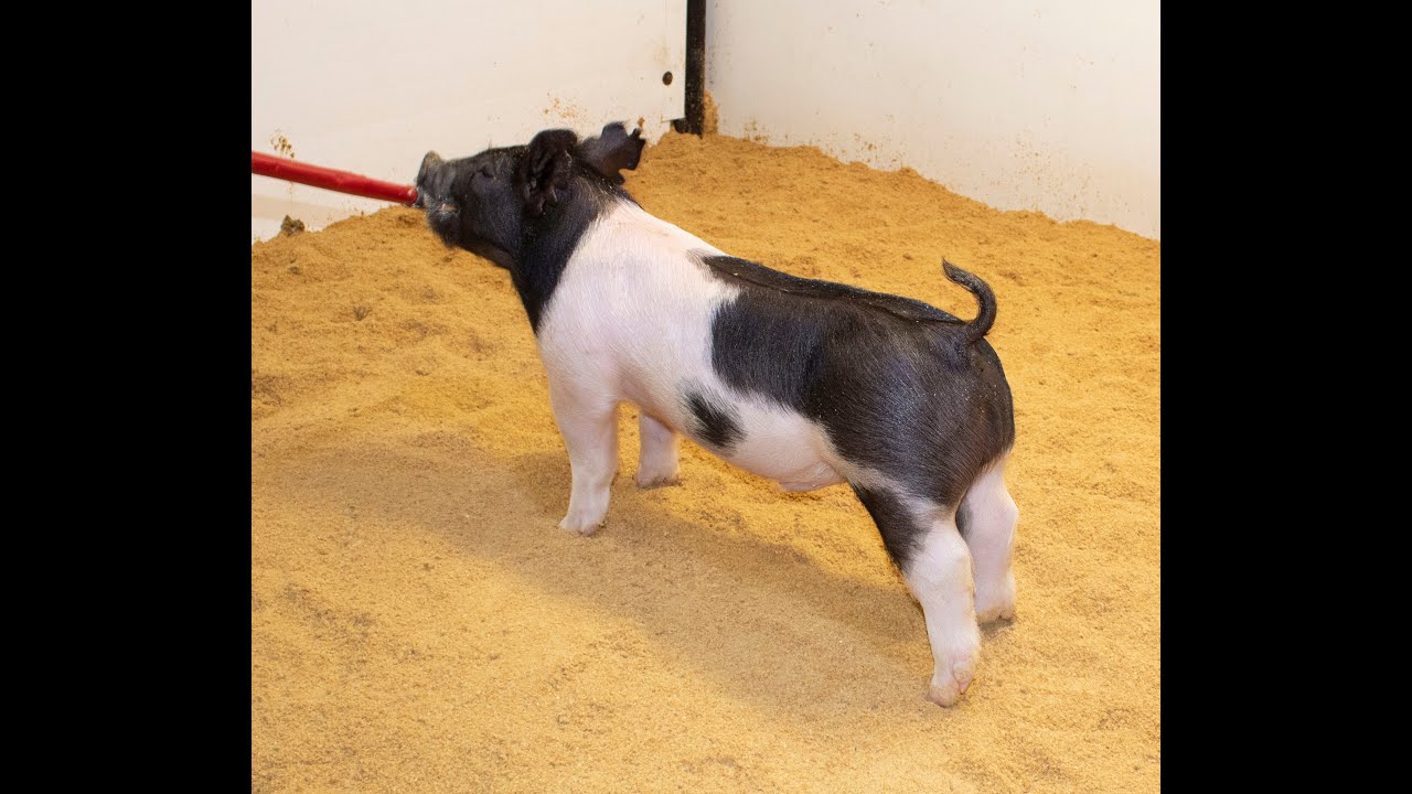 Lot 10 Crossbred Barrow-Boar - YouTube