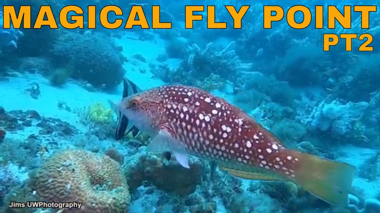 MAGICAL FLY POINT SCUBA DIVING PT2 - YouTube