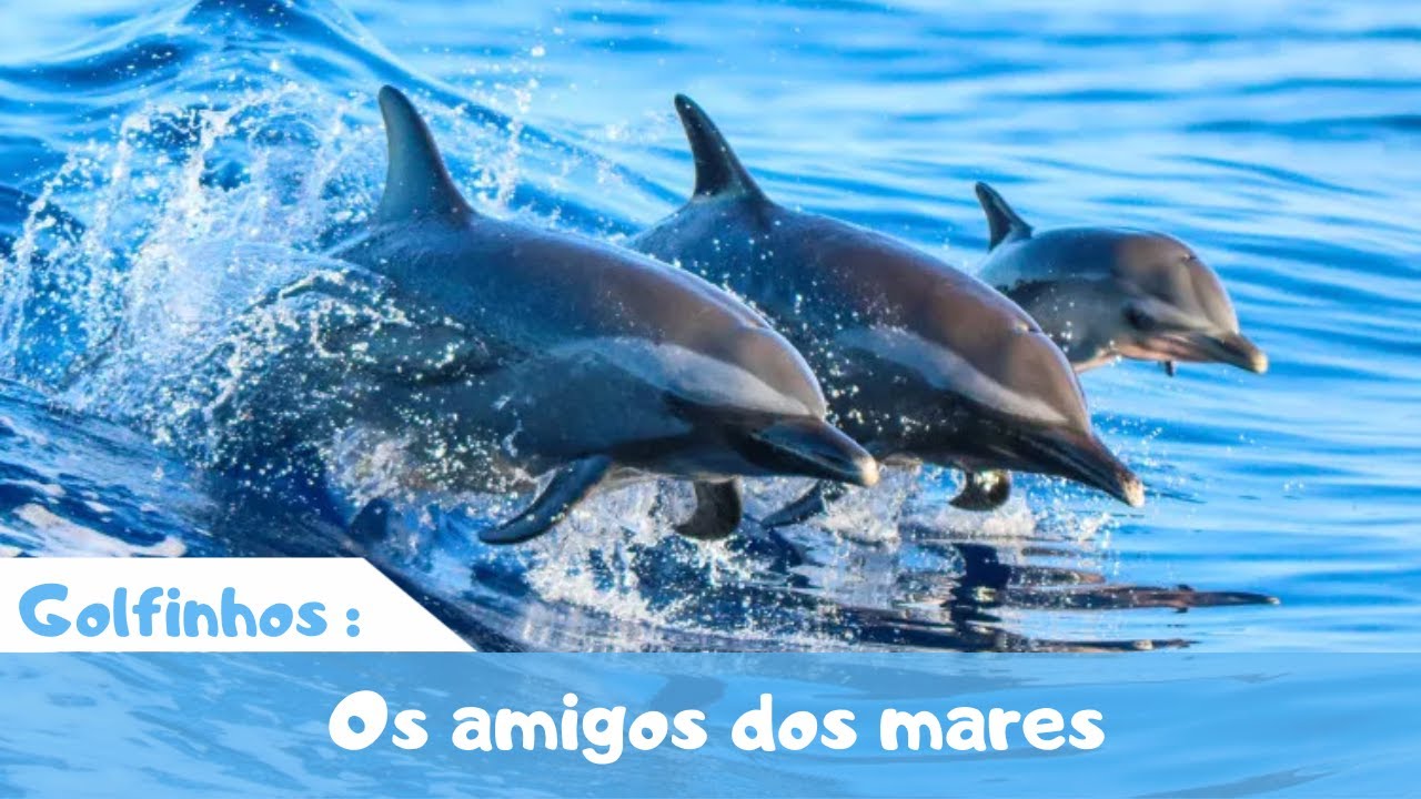 Os Golfinhos Inteligentes: conheça mais sobre esses animais fascinantes ...