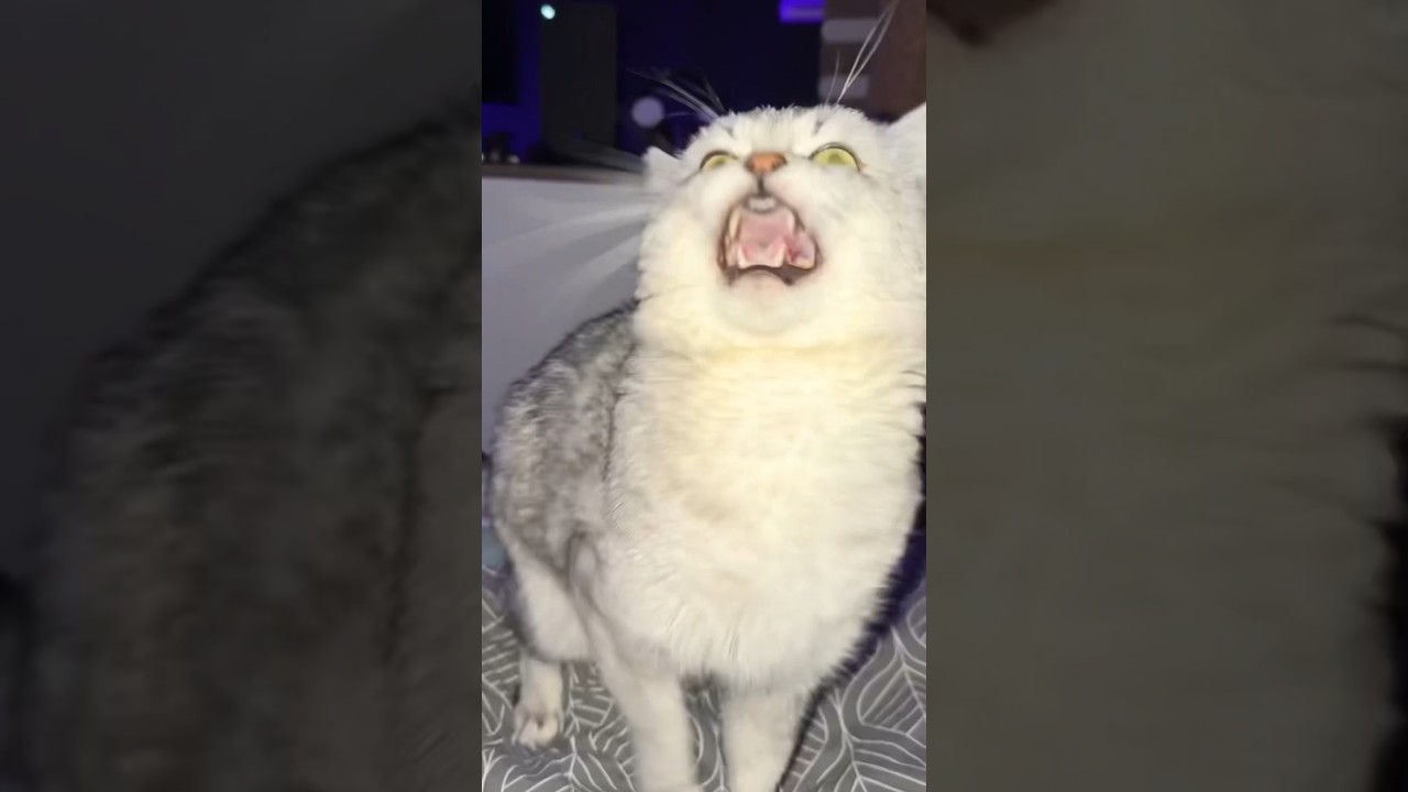 Barking Cat Scares Human.. - YouTube