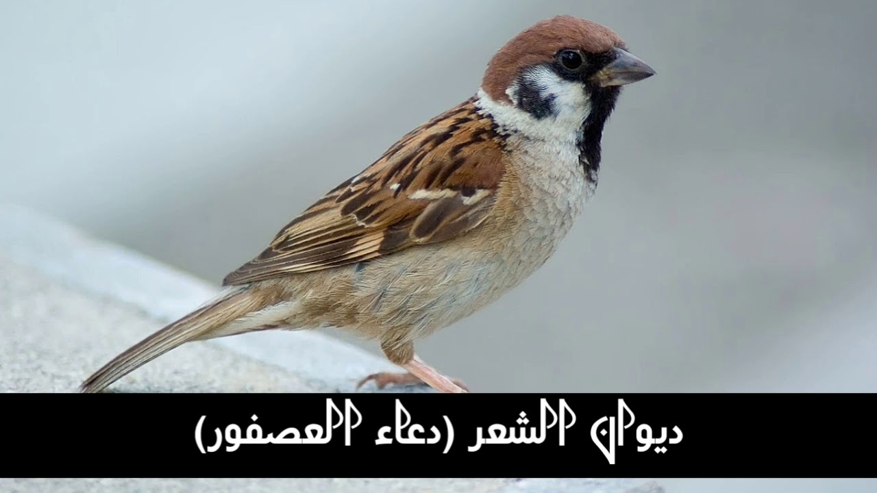 DHEEVANUL SHEAR ( DHUAUL USFOOR) - YouTube