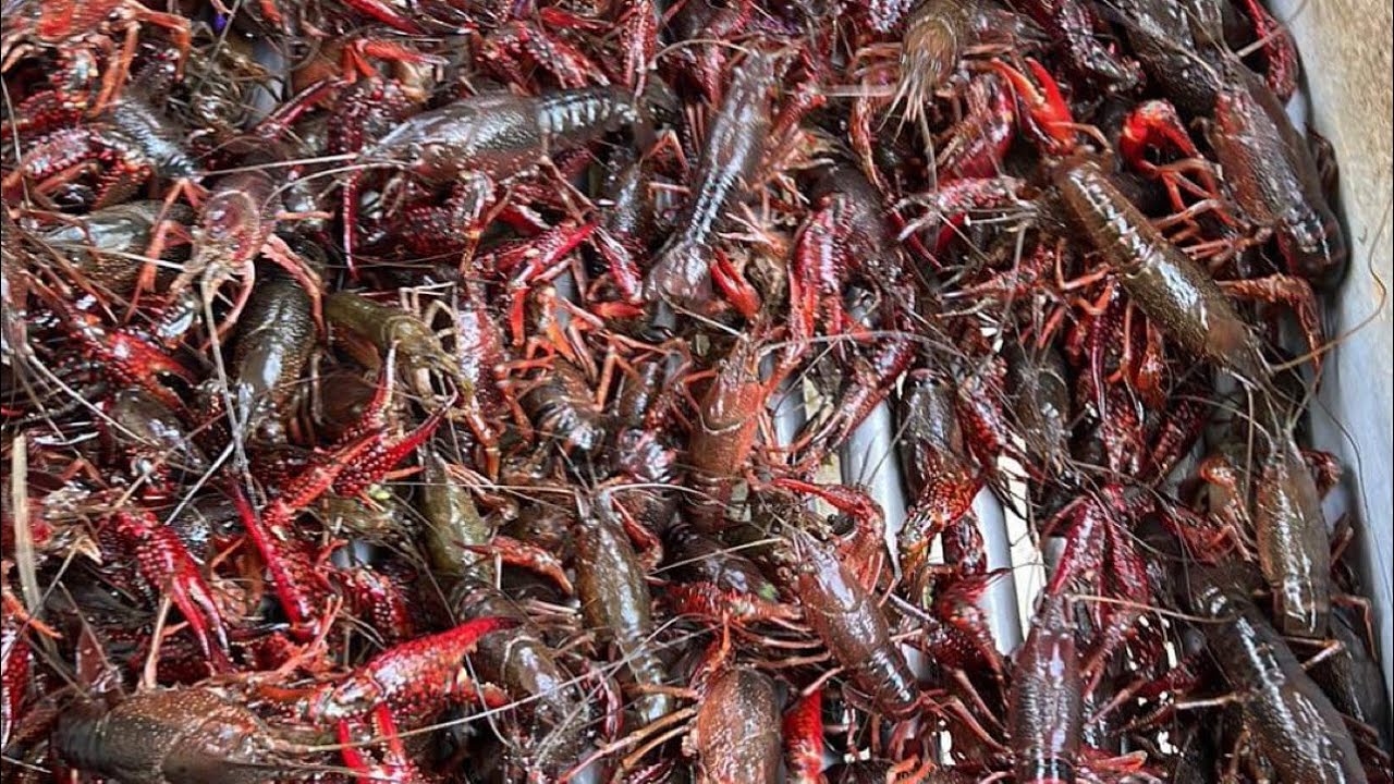 Crawfishing the basin ep 5 - YouTube
