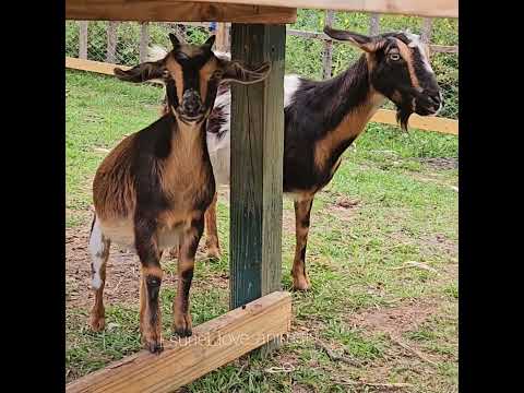 Baby Goat and mom, nigerian blue eyes goats, dwarf goats, farm animals ...