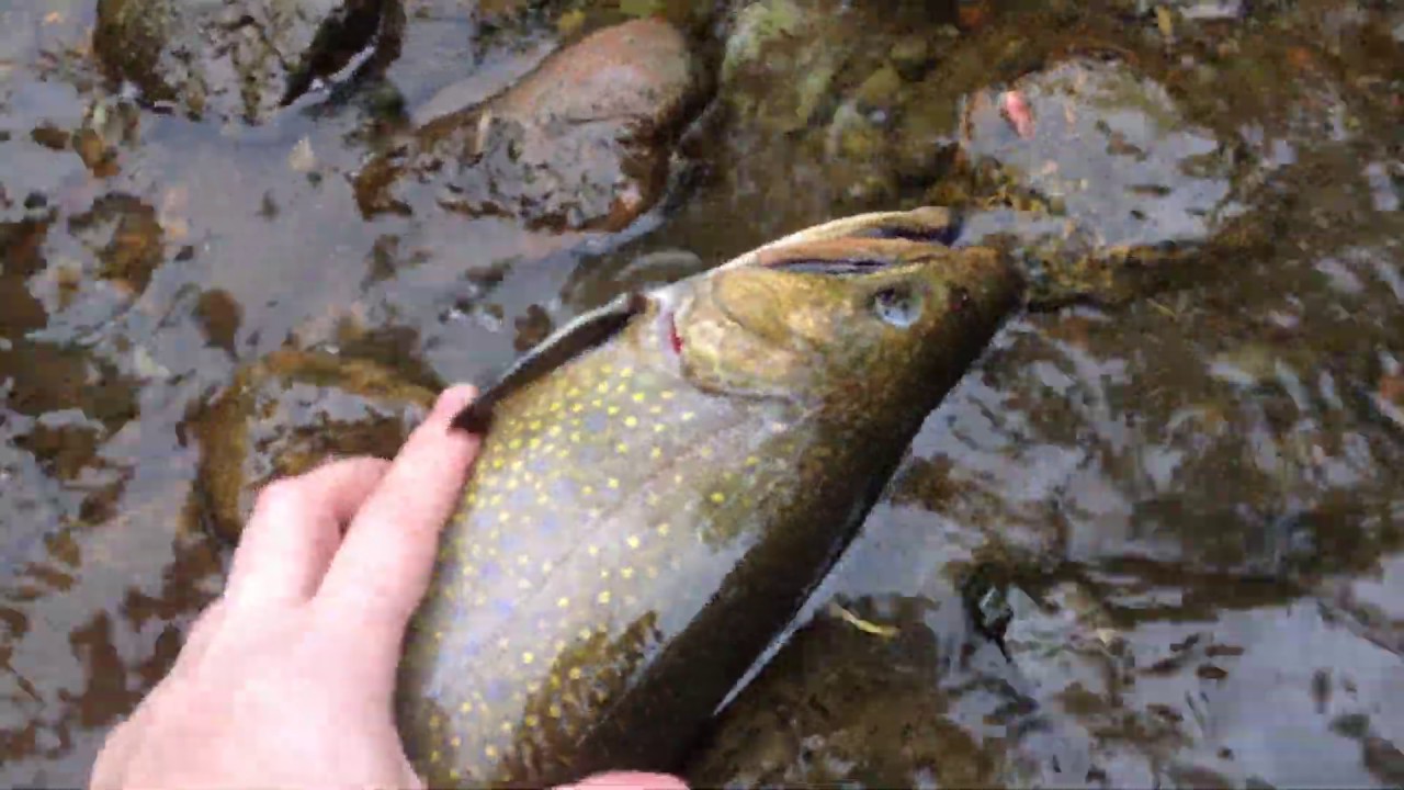 Big Brook Trout! - YouTube