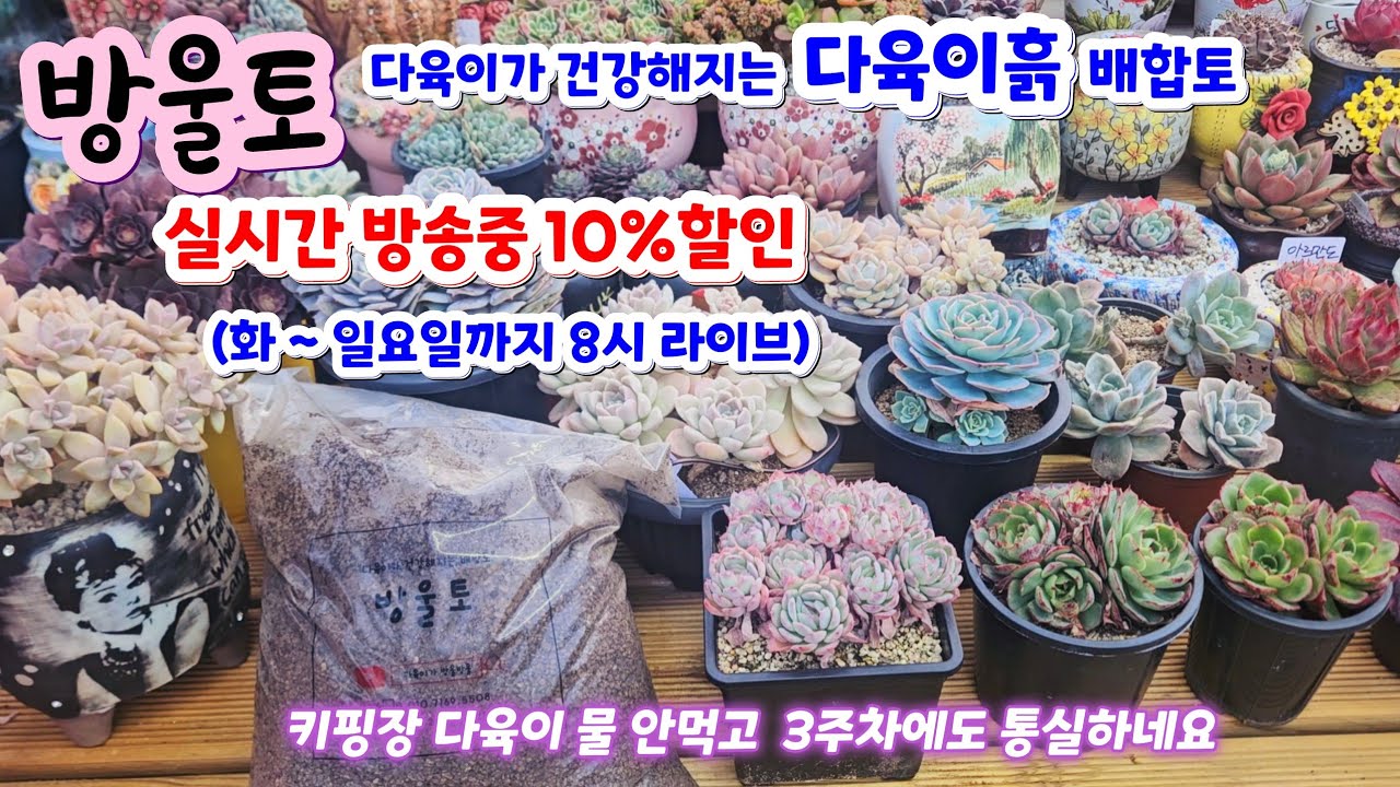 방울토 다육이가 건강해지는 다육이흙 배합토 키핑장 다육이 화이트서리꽃 Youtube