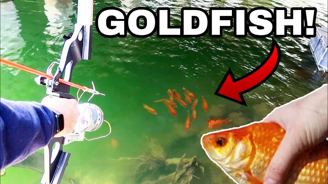 BOWFISHING For INVASIVE GIANT GOLDFISH! - YouTube