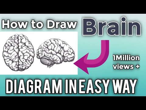 How to Draw human brain 🧠Class 10th most important Diagram 🧠 ️Very easy ...