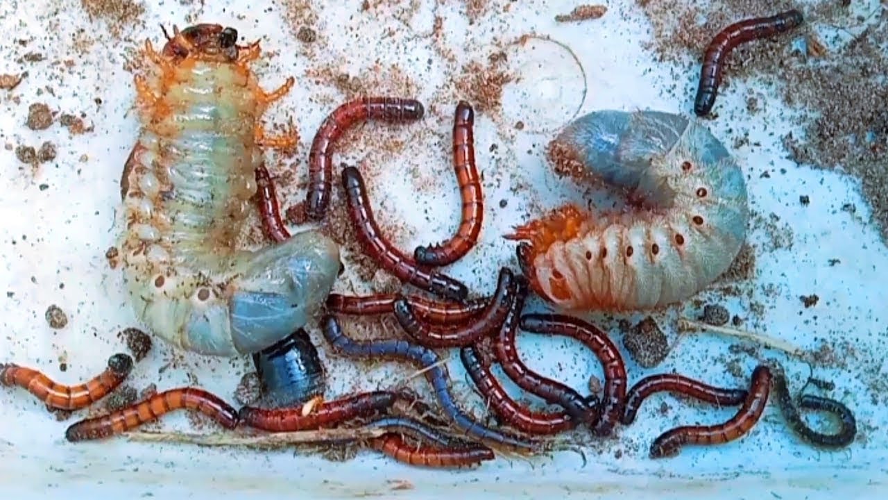 Looking for insects under coconut tree meet giant worms, Centipede and ...