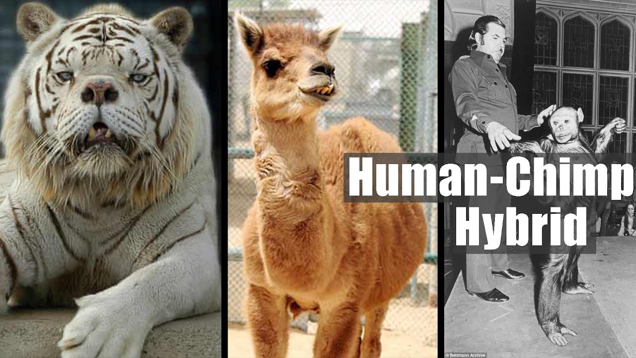 Human Tiger Hybrid