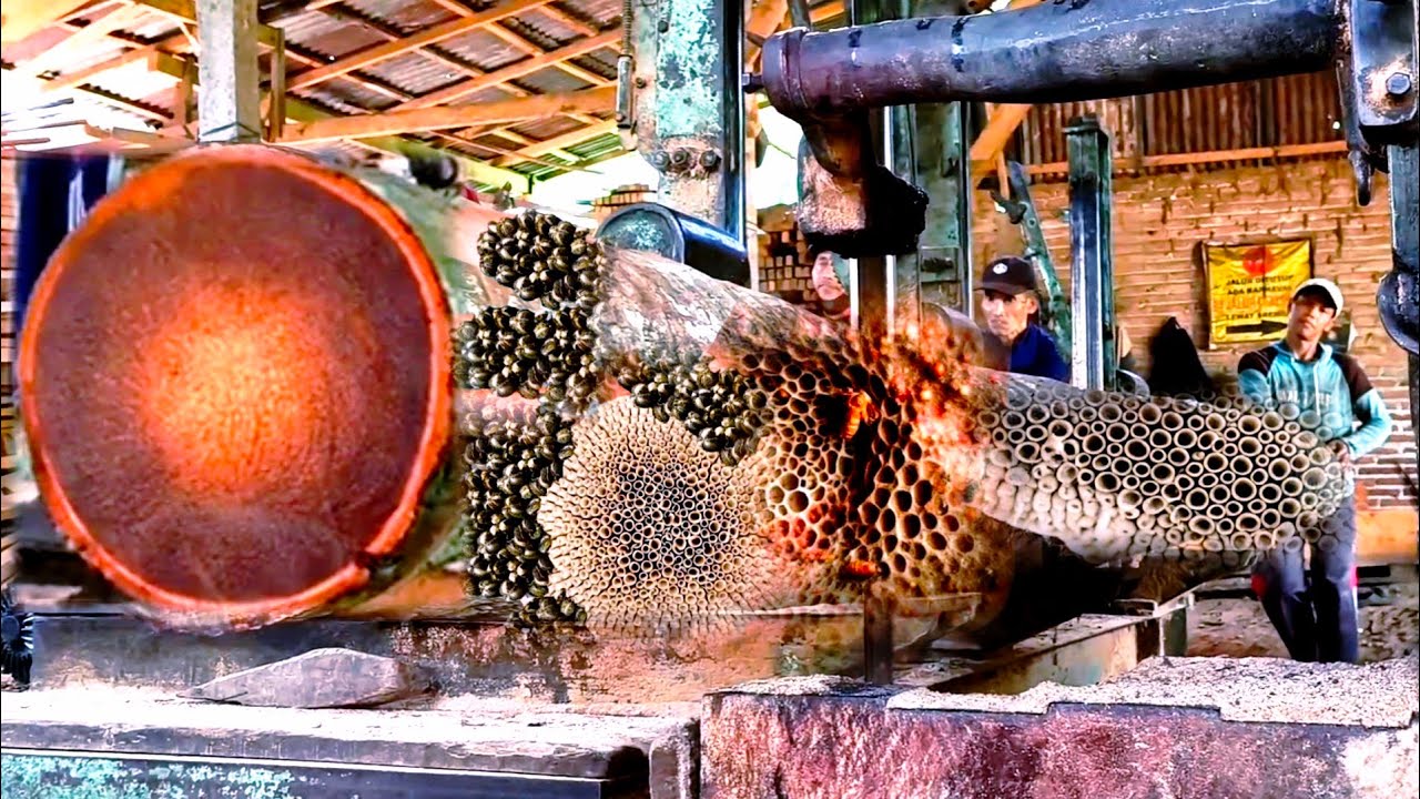 ini yang terjadi jika anda menggergaji kayu kelapa sekeras besi ...