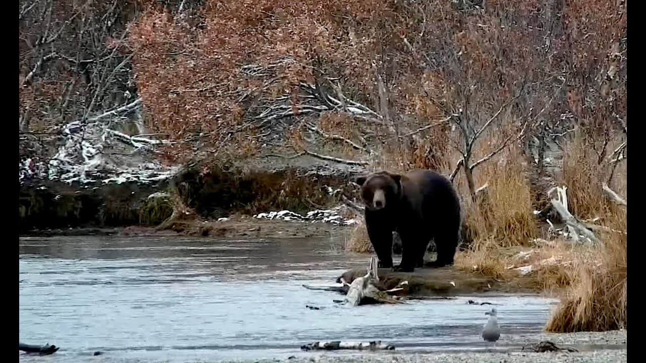 23 Oct 2025: Oxbow with 164 Bucky, 307, and 344 (explore.org) - YouTube