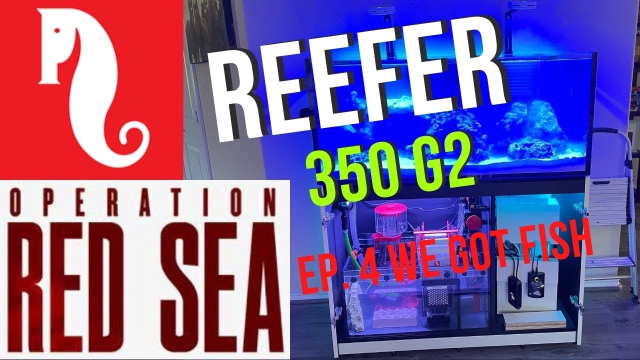 Red Sea Reefer 350 G2 Ep. 4 - YouTube