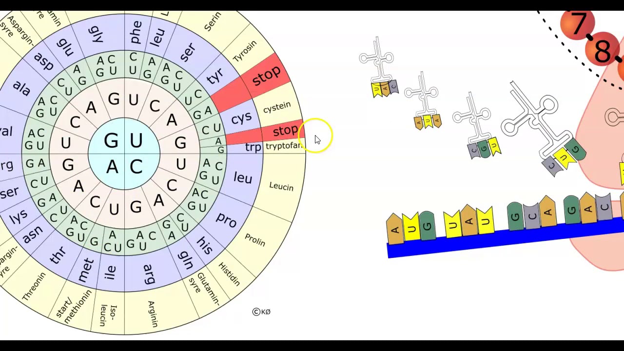 proteinsyntesen - YouTube