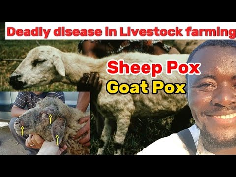 Sheep pox or Goat Pox symptoms, prevention and treatments ~ African ...