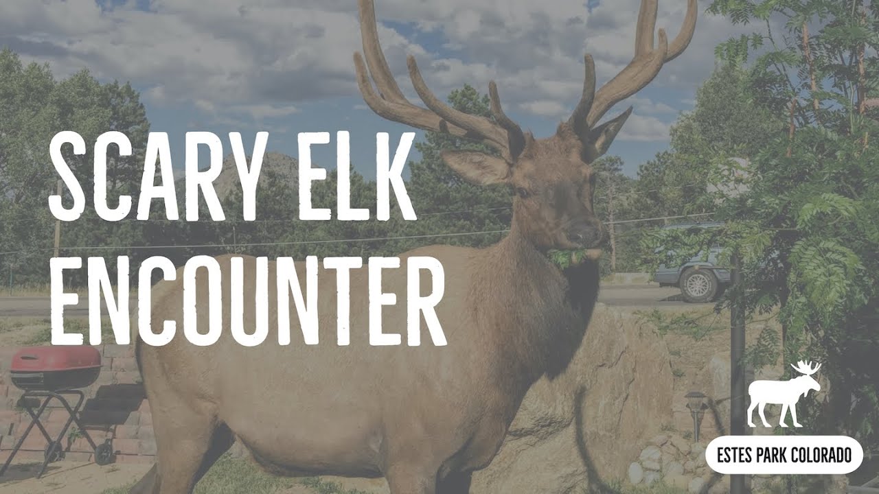 Scary Elk Encounter in Colorado - YouTube