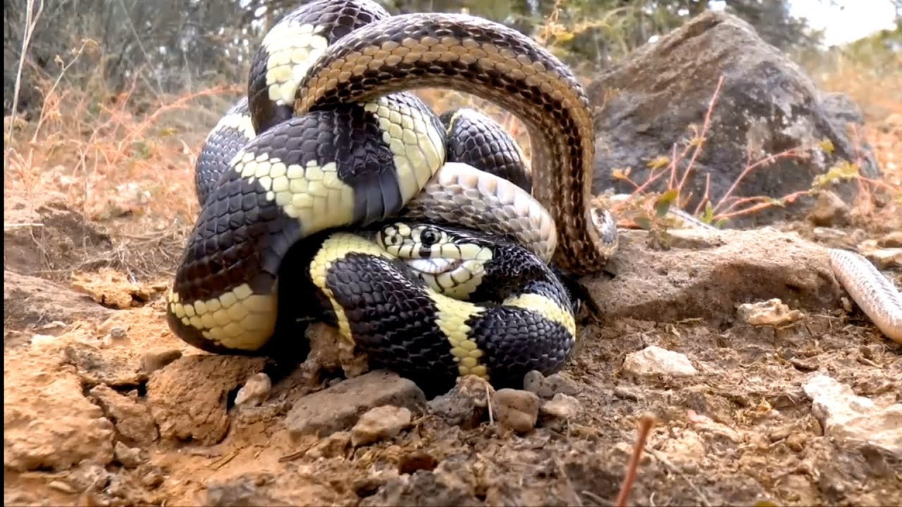 con rắn rằn ri đuổi bắt rắn khác - YouTube