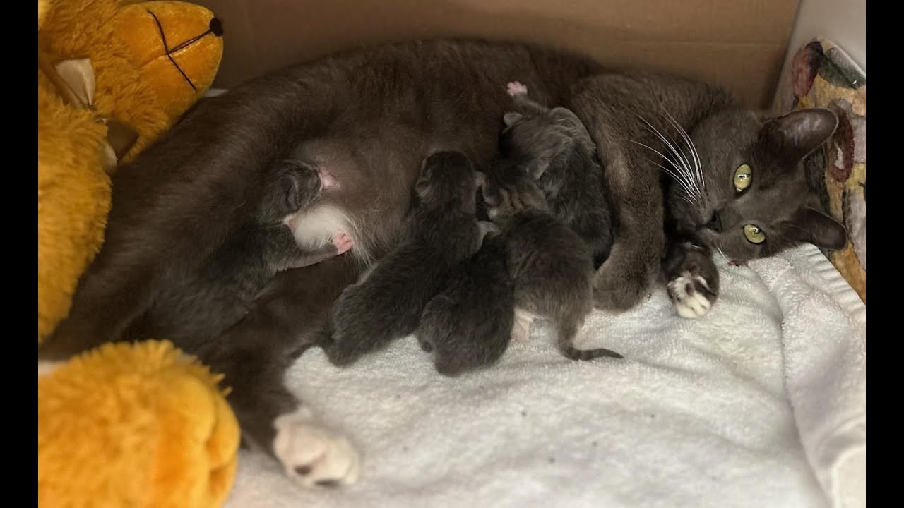Spring kittens - YouTube