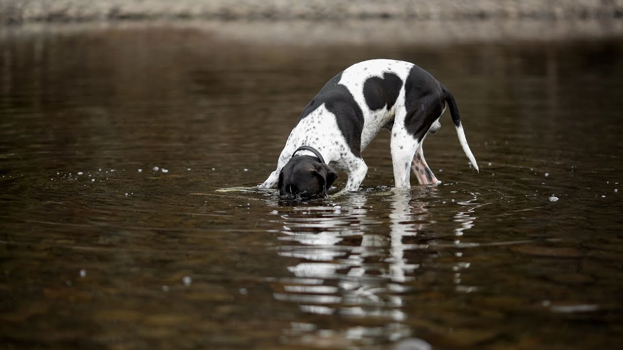The History of Pointer Dogs Tracing Their Ancestral Roots - YouTube