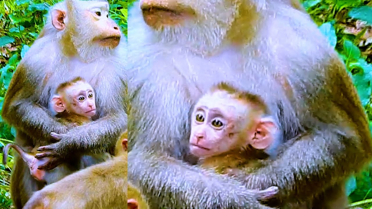 I've never seen monkey Ashley has come to hold baby monkey Leo like if ...