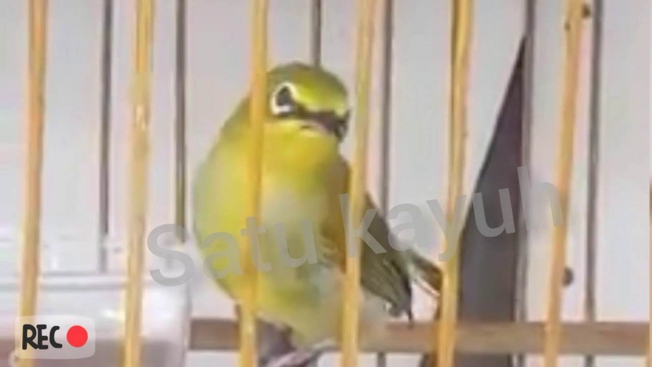 Terapi untuk pleci ombyokan biar cepat ngiwik - YouTube