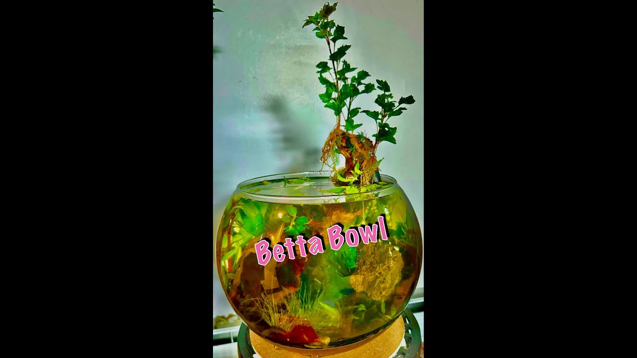 From Scratch to Splash: building the perfect Betta Bowl - YouTube